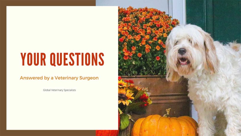 Your Questions, Answered by a Veterinary Surgeon - Global Vet Blog