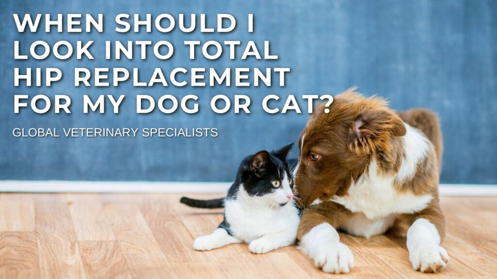 When Should I Look Into Total Hip Replacement For My Dog or Cat ...